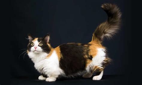 Kucing Munchkin Ciri Karakter Harga Cara Merawatnya
