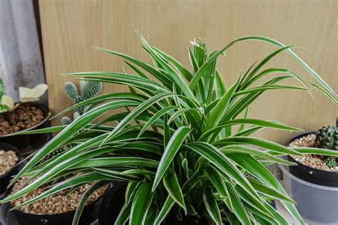Weaving A Web Of Spider Plant Varieties With Growing Tips