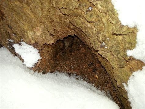Porcupine Den