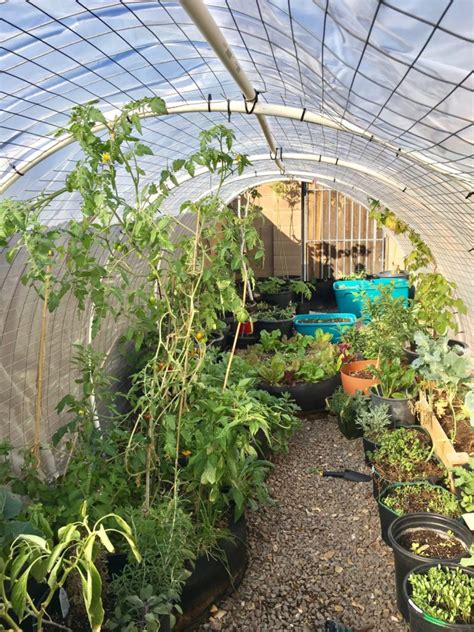 Creating Winter Microclimates Protecting Sensitive Trees And Plants