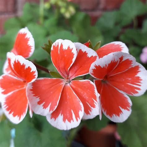 «ყვავილების ქვეყანა ყველაფერი პელარგონიებსა და მცენარეებზე Tbilisi