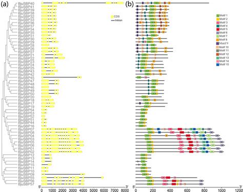 Phylogenetic Relationship Exon Intron Structure And Conserved Motifs Download Scientific