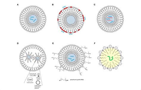 Examples Of Lipid Based Nanocarriers Cross Sections Of Spherical Download Scientific Diagram