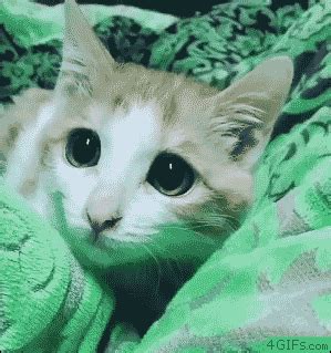Cat-pupils-dilate-pounce