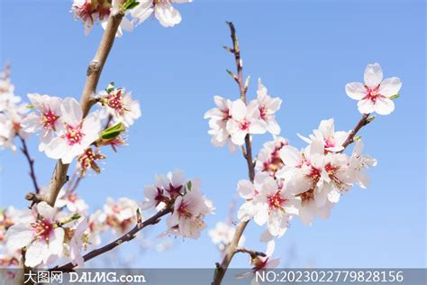 春天树枝上的白色花朵特写摄影图片 大图网图片素材