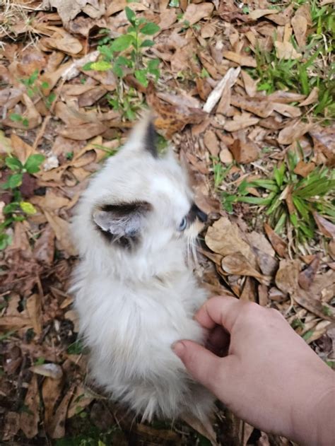 Cutest Floof Ever R Kittens