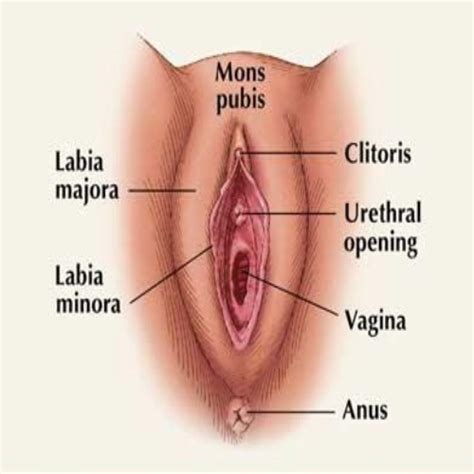 Vaginectomy Wikipedia