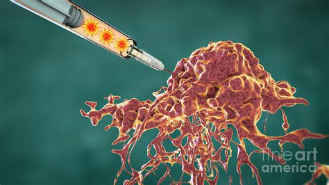 Oncolytic Viral Therapy 5 Photograph By Science Photo Library Pixels