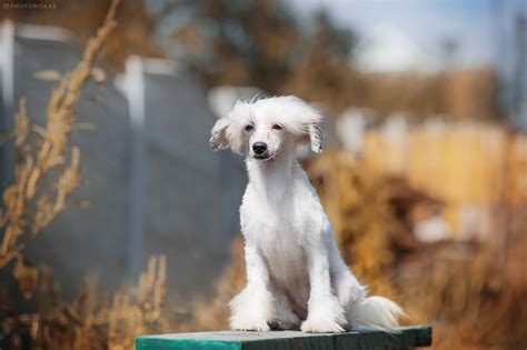 Чудова пухова дівчінка шукає свою родину 1 000 грн Собаки Степанівка на Olx