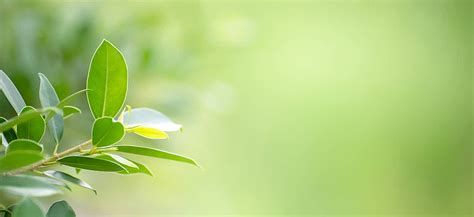 spring background vector leaf bokeh vector vector leaf bokeh png and