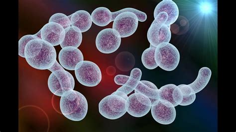 КАНДИДА грибок внутри нас 5 натуральных средств против размножения кандиды Youtube