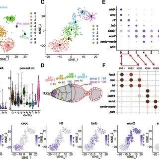 Cluster Analysis Of ScRNA Seq Profiles Of Germarial Cells A Download Scientific Diagram