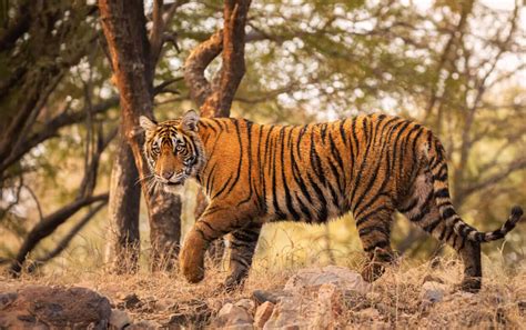 Welcome To Pilibhit Chuka Tiger Reserve Uttar Pradesh India