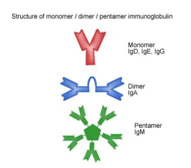 Immune System Anatomy Overview Microscopic Anatomy