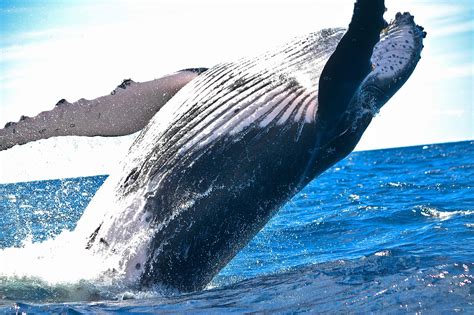 1000 Free Humpback Whale And Whale Images Pixabay