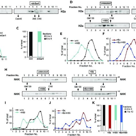 Interference With Copii Inhibits Erad Substrate Accumulation In The