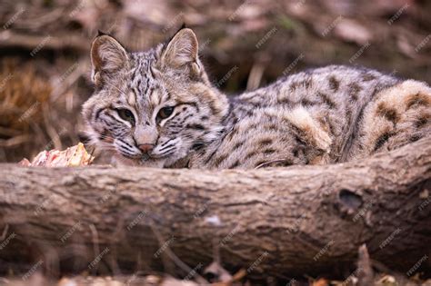 Mini Bobcat Cats