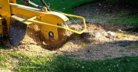 How To Remove Small Tree Stumps Step By Step Guide