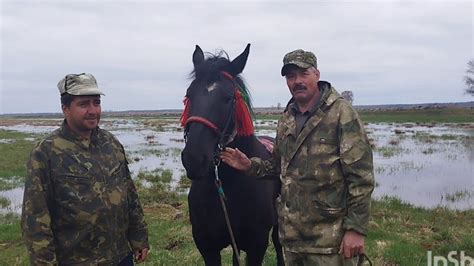 ЛОШАДИ🐎С ДНЁМ РОЖДЕНИЯ КОНЕВОДА АЖЕВСКОГО В И 🎉С БЛАГОВЕЩЕНЬЕМ ВАС Youtube
