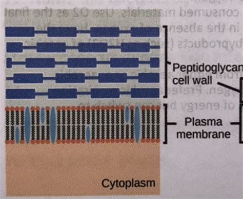 Biology Final Exam Flashcards Quizlet