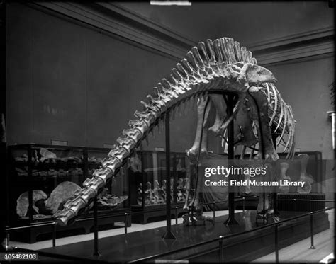 Apatosaurus Vs Brontosaurus Photos And Premium High Res Pictures Getty Images