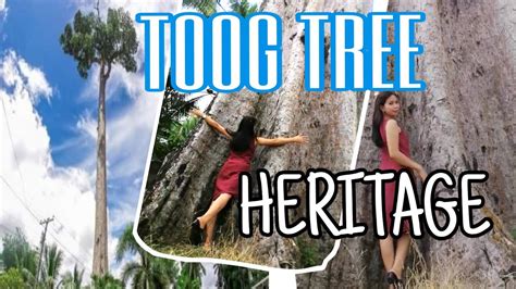 Pinakamataas Na Puno Toog Tree San Francisco Agusan Del Sur Philippines Youtube