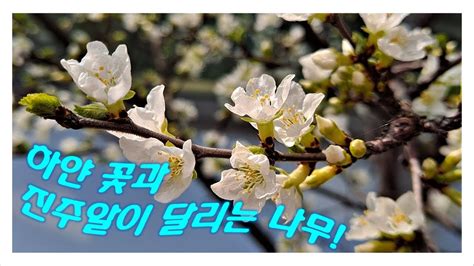 하얀 꽃이 피는 흰앵두나무 열매는 빨간색 하얀색 Youtube