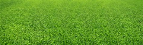 Dead Grass Vs Dormant Grass What Is The Difference Oaklawn Landscaping