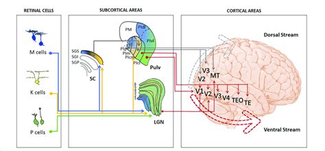 Connections From The Retinal Ganglion Cells To The Visual Cortex
