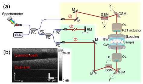 Depth Encoded Optical Coherence Elastography For Simultaneous Volumetric Imaging Of Two Tissue