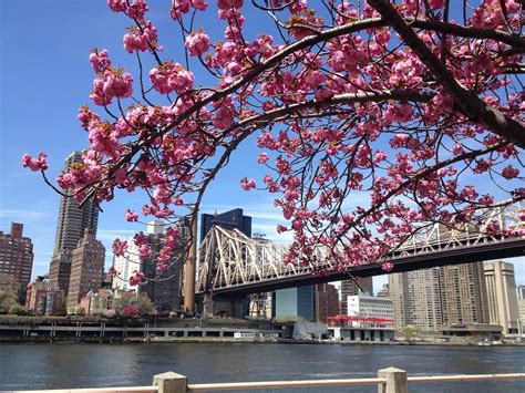 Roosevelt Island Cherry Blossoms Prettiest Pink In Nyc