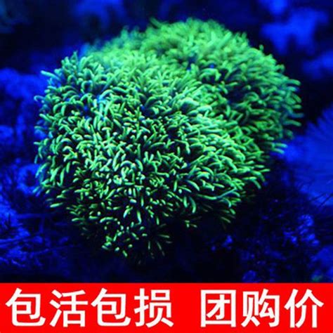 草皮珊瑚长满缸壁 草皮珊瑚沿着缸底长满 草皮珊瑚上一层粉 第15页 大山谷图库