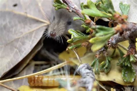 The Mount Lyell Shrew Is Captured On Camera For The First Time