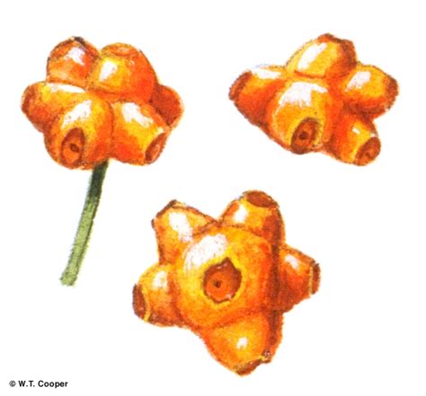 Gynochthodes Umbellata