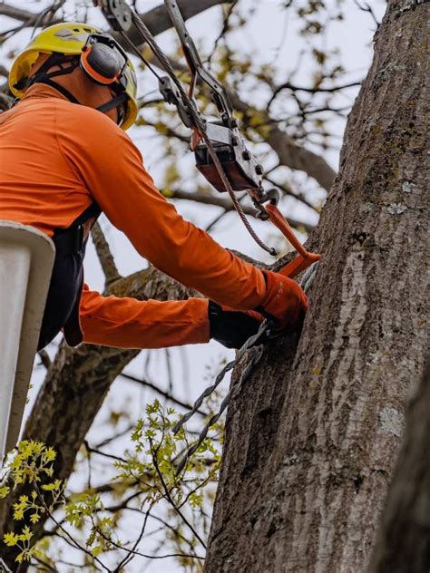 Tree Support Systems Cabling And Bracing Arbor Masters