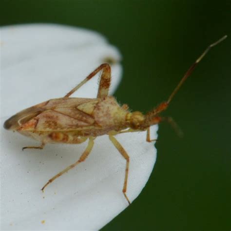 Assassin Bugs Capsid Bugs And Related Mirids Of Columbia County Oregon Wild Columbia County Assassin Bugs Capsid Bugs And Related Mirids Of Columbia County Oregon Wild Columbia County