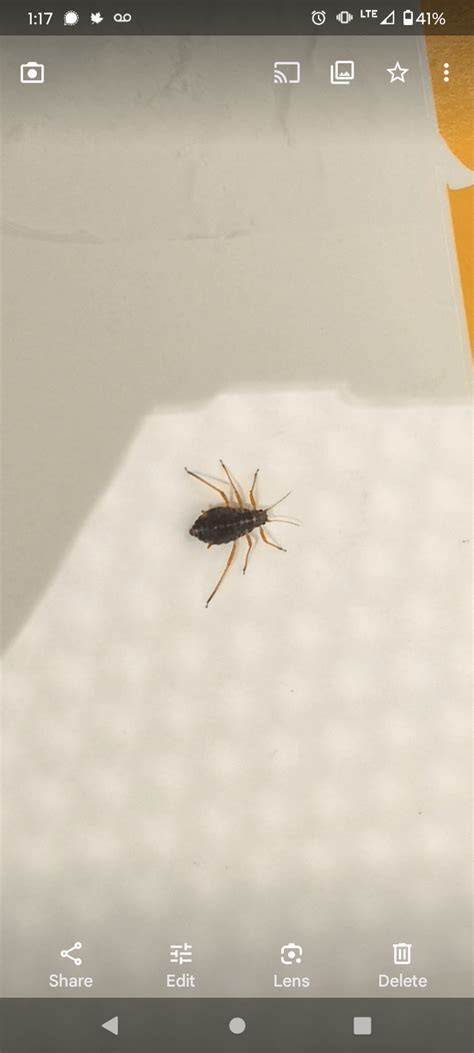 we are camping near niagara ontario this bug is everywhere on our