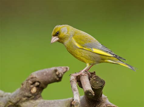 Greenfinch Nesting A Complete Guide Bird Fact