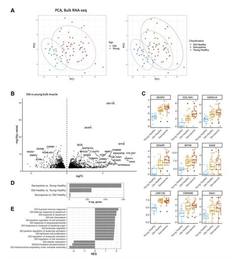 Single Nuclei Profiling Identifies Cell Specific Markers Of Skeletal Muscle Aging Frailty