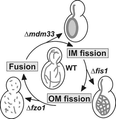 Hypothetical Cycle Of Epistatic Relationships Between Components With A Download Scientific