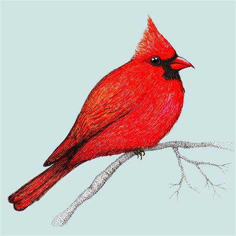 Cardinal Drawing