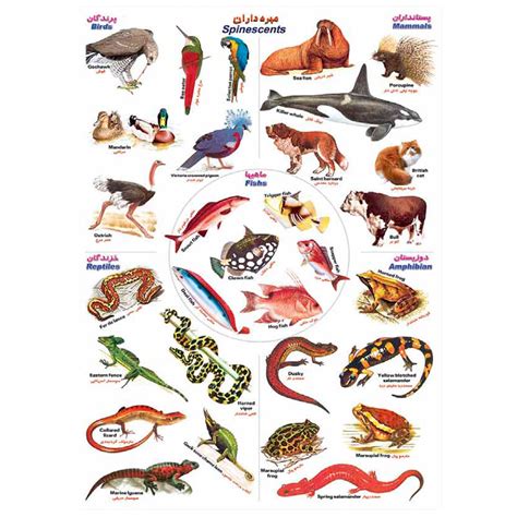 برچسب آموزشی مهره داران قیمت و خرید برایتو