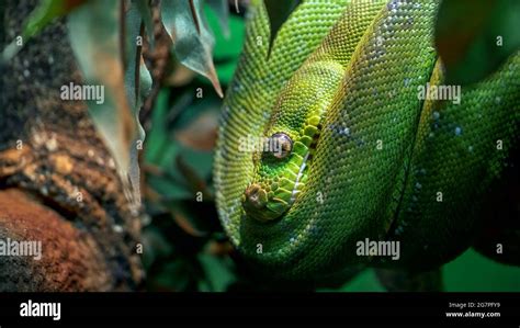 GOSFORD NSW AUST JUL A Green Tree Python Curled Up In A Tree Stock Photo Alamy