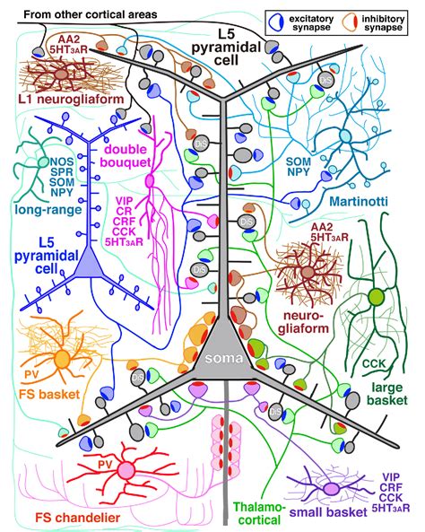 Figure 1 From The Diversity Of Cortical Inhibitory Synapses Semantic Scholar