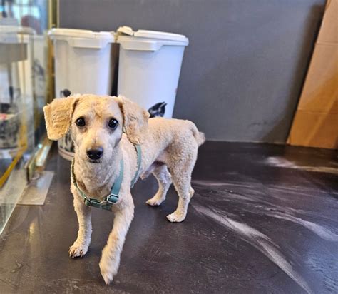 푸들 둥이 포메라니안특징 푸들특징 토이푸들특징 골든리트리버특징 래브라도리트리버특징 닥스훈트특징 도베르만특징 말티치특징 말티폼특징 보더콜리특징 프렌치불독특징 빠삐용특징 파피용