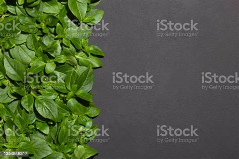 어두운 배경에 바질 잎 상단 보기 평면 평지 테두리 복사 공간 건강관리와 의술에 대한 스톡 사진 및 기타 이미지 건강관리와 의술 건강한 식생활 검은색 Istock