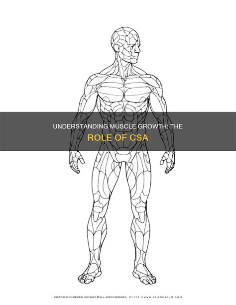 Understanding Muscle Growth The Role Of Csa Cyvigor