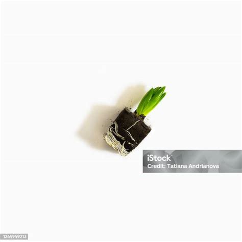 빈 흰색 배경에 냄비없이 녹색 잎작은 히아신스 식물 그림자가 있는 정사각형 상단 보기 최소한의 창조적 인 봄 꽃 개념 디자인을 위한 복사 공간으로 격리합니다 그림자에 대한