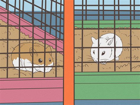 How To Determine The Sex Of A Dwarf Hamster Steps