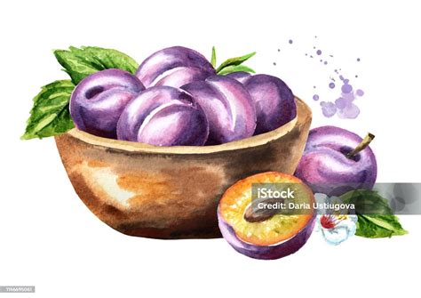 잘 익은 매 화를 가진 그릇 수채화 손으로 그린 그림 흰색 배경에 고립 0명에 대한 스톡 벡터 아트 및 기타 이미지 0명 건강한 식생활 과일 Istock